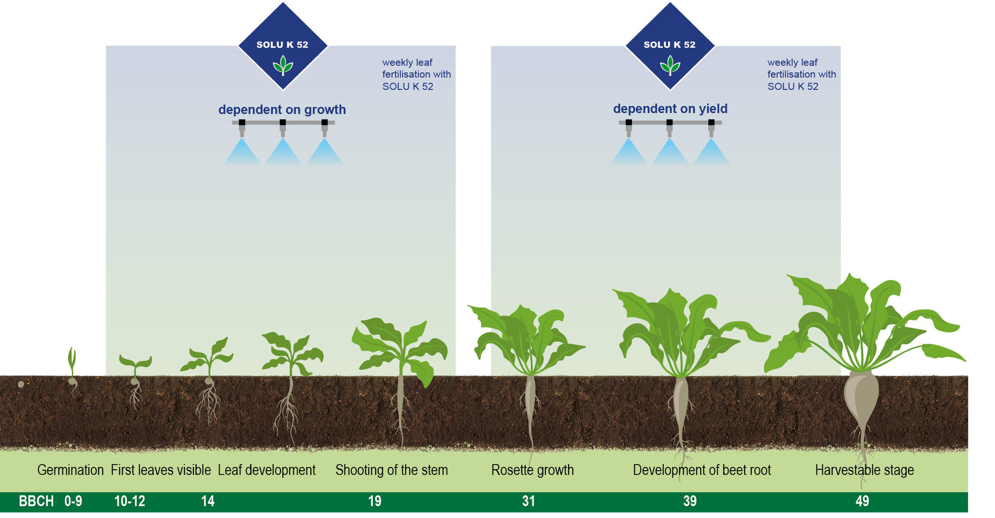 Leaf fertilisation of sugar beet with SOLU K 52 - Salinen Austria AG