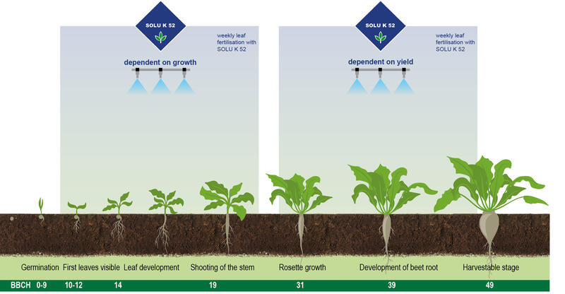Leaf fertilisation of sugar beet with SOLU K 52 - Salinen Austria AG