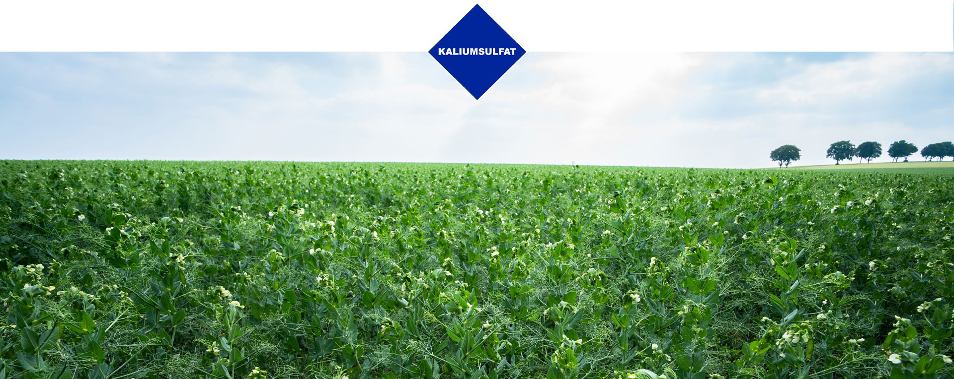 KALIUMSULFAT - Salinen Austria AG